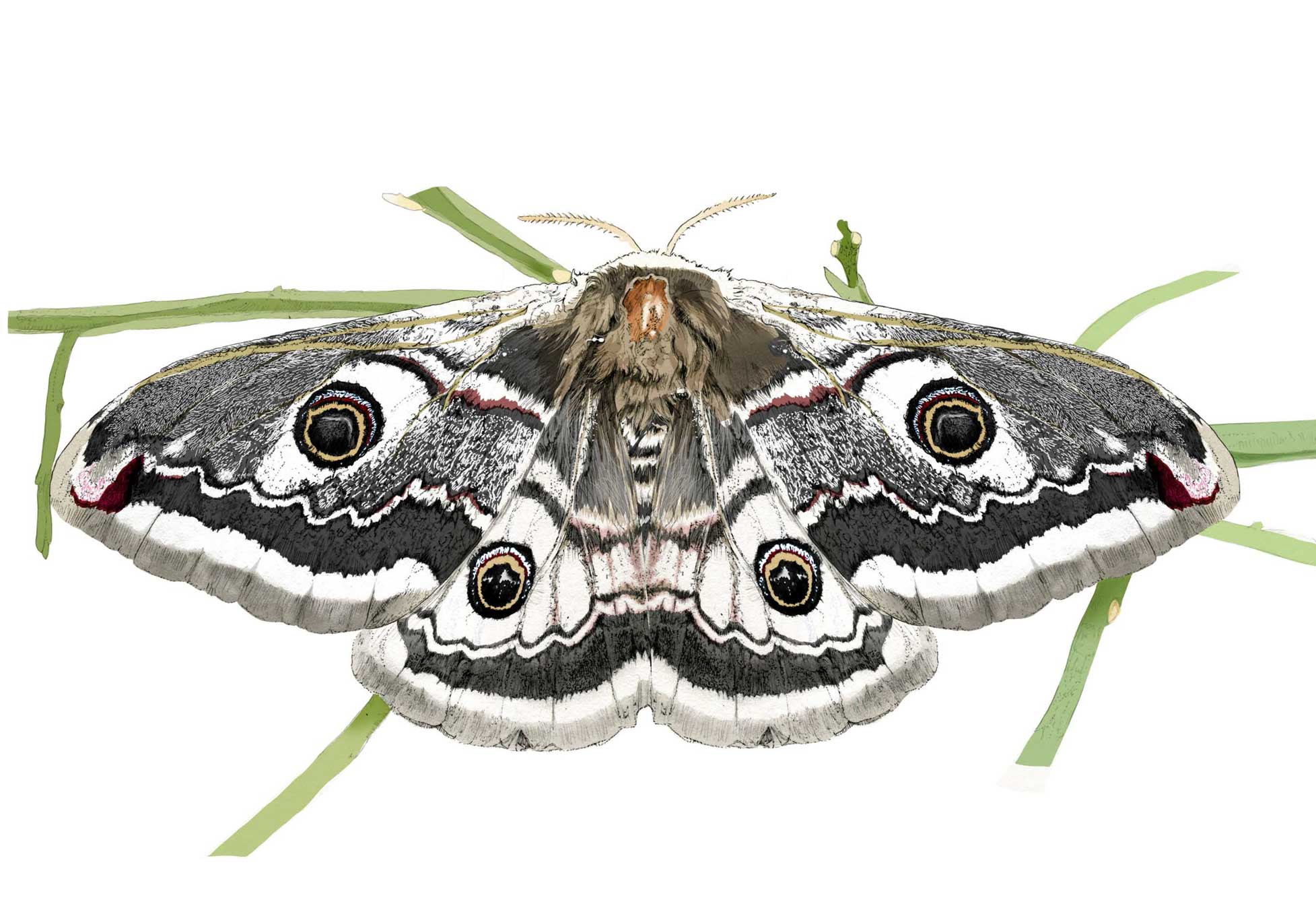 Emperor Moth